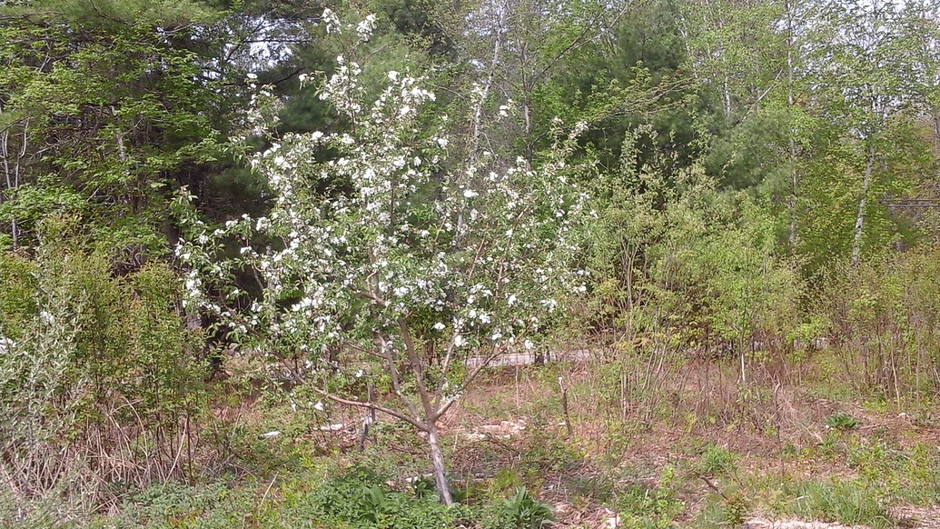 Chestnut crabapple - General Fruit Growing - Growing Fruit