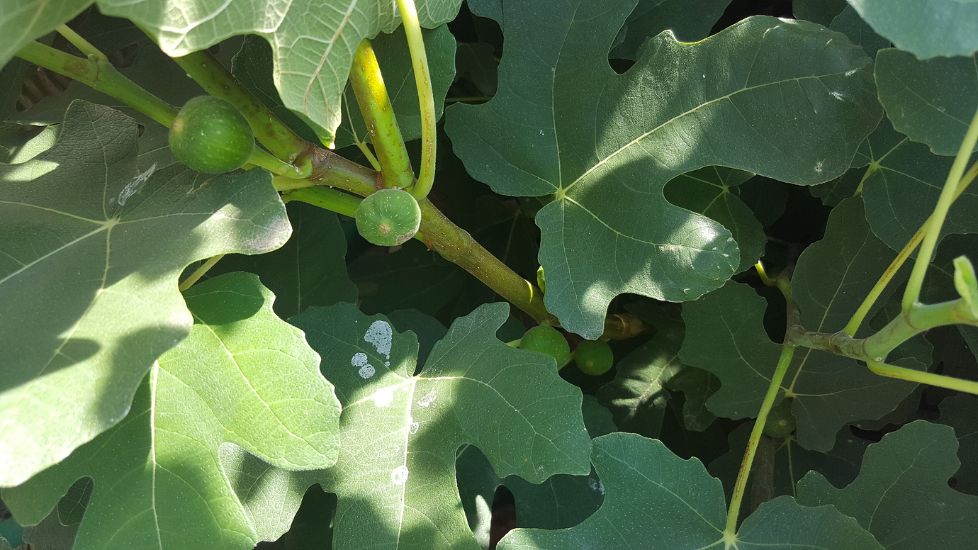 Fig breba crops - General Fruit Growing - Growing Fruit
