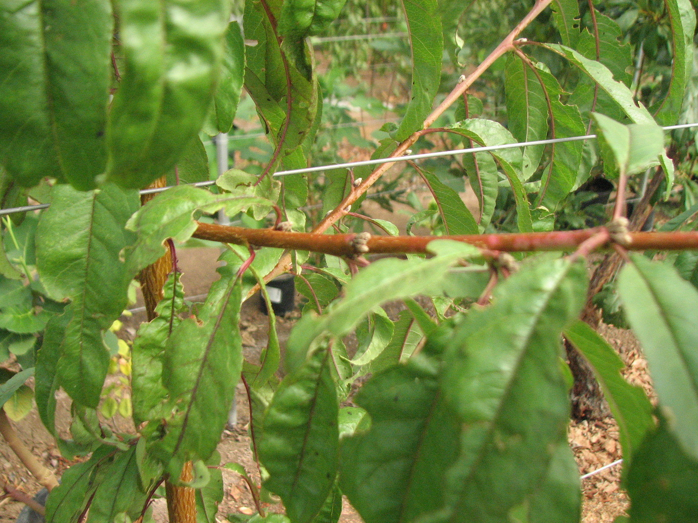 What does fruiting wood look like on various fruits? - General Fruit ...