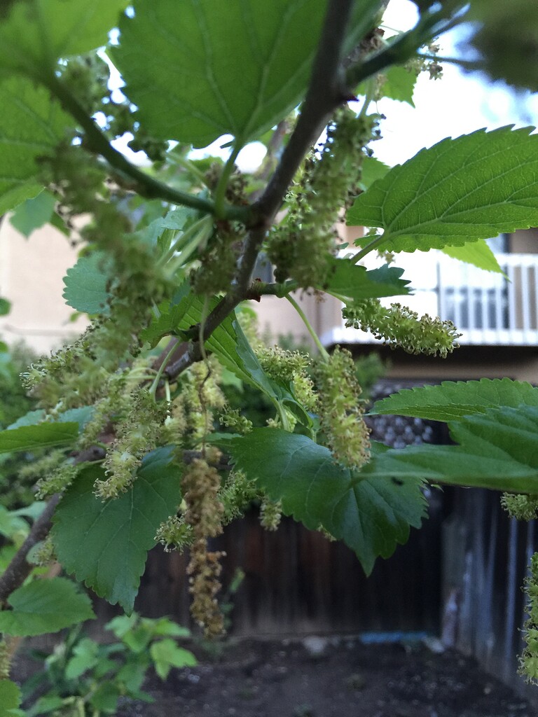 Mulberry Tree Identification
