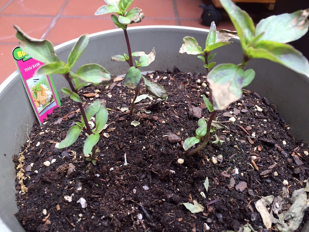 Thai basil problem this year - General Gardening - Growing Fruit