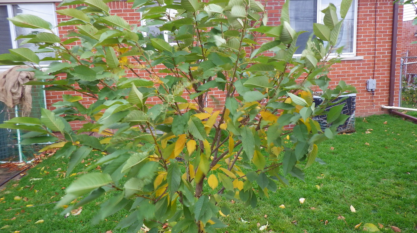 White Gold sweet cherry KGB pruned - General Fruit Growing - Growing Fruit