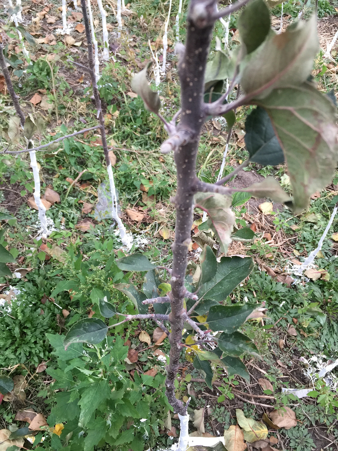 Is this normal for Geneva 41? - General Fruit Growing - Growing Fruit