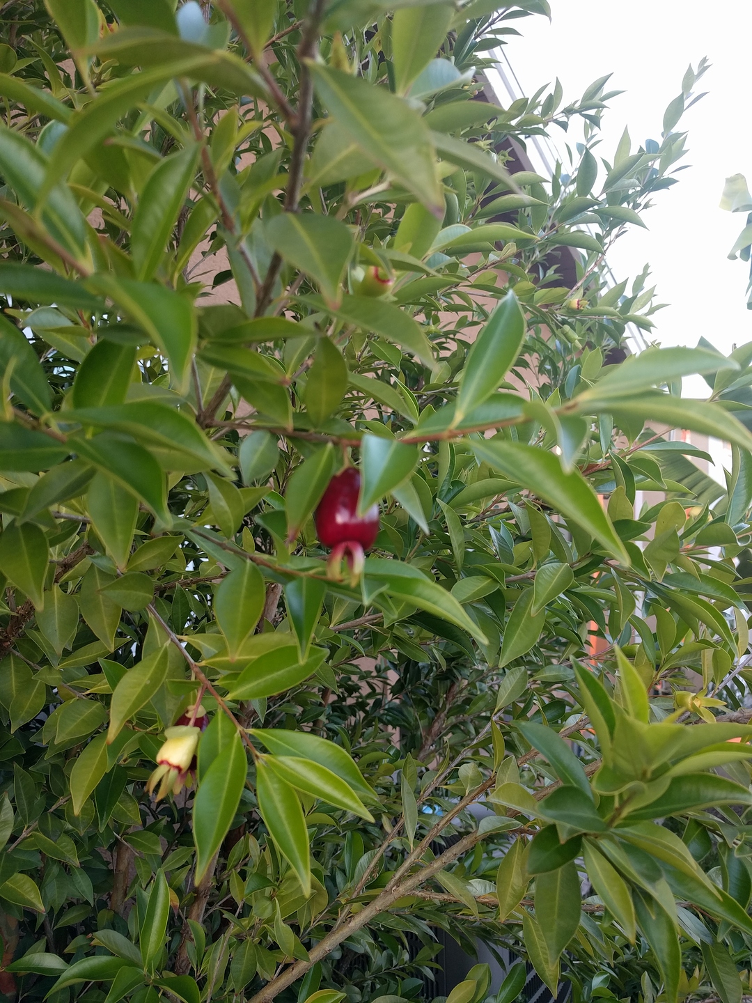Cherry Of The Rio Grande (Eugenia involucrata) - General Fruit Growing ...