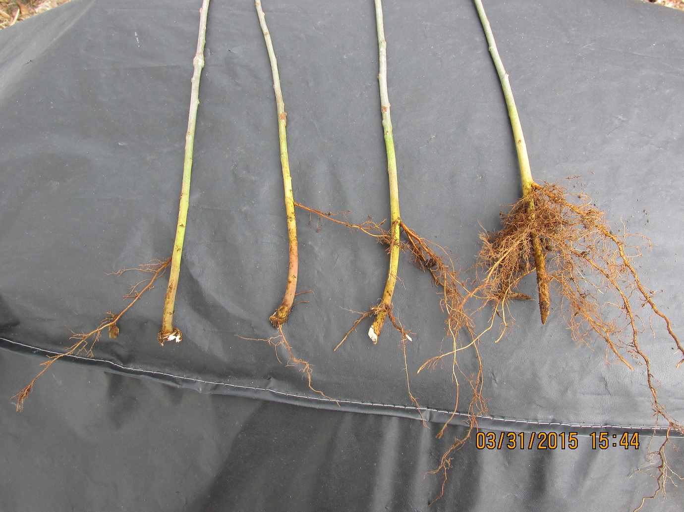 Propagating clonal apple root stock - General Fruit Growing - Growing Fruit