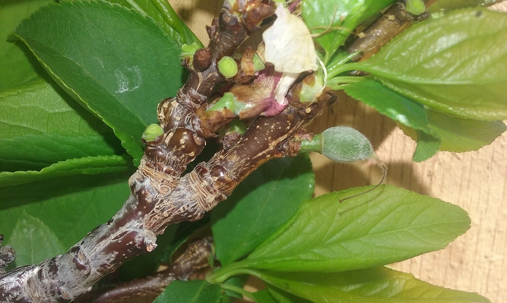Bella Gold Peacotum - General Fruit Growing - Growing Fruit