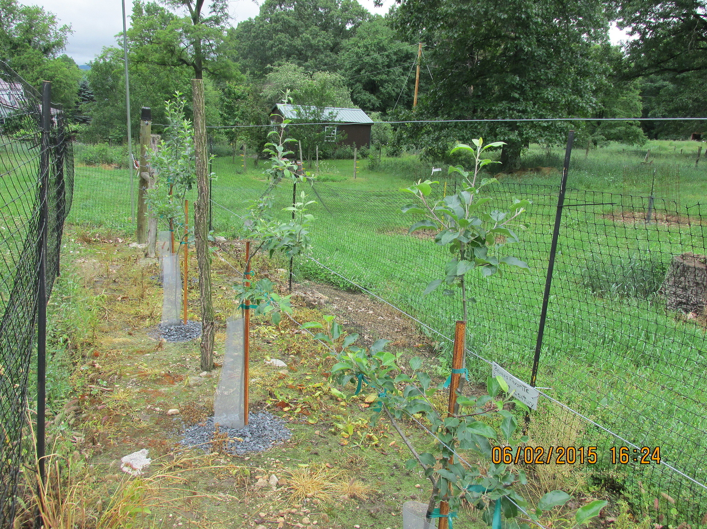 Using Drain Tile pipe to protect trees - General Fruit Growing ...