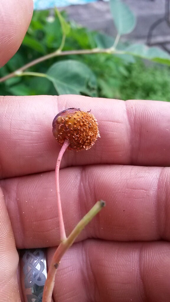 Serviceberry rust(s) - General Fruit Growing - Growing Fruit