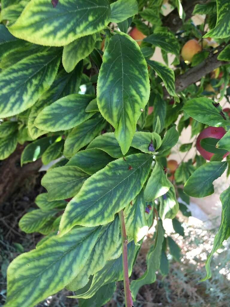 Pluot Tree Chlorosis - General Fruit Growing - Growing Fruit