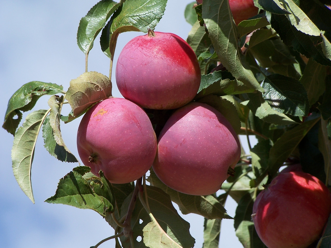 Blue Pearmain apple - General Fruit Growing - Growing Fruit