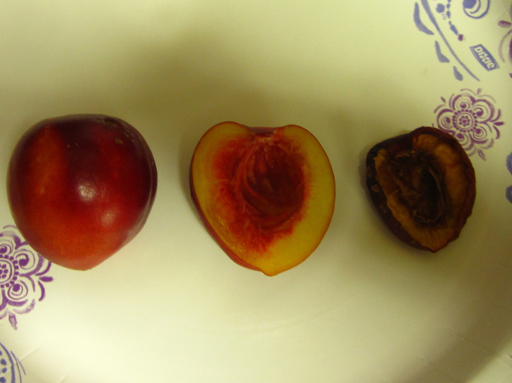 Double Delight nectarine harvest - General Fruit Growing - Growing Fruit