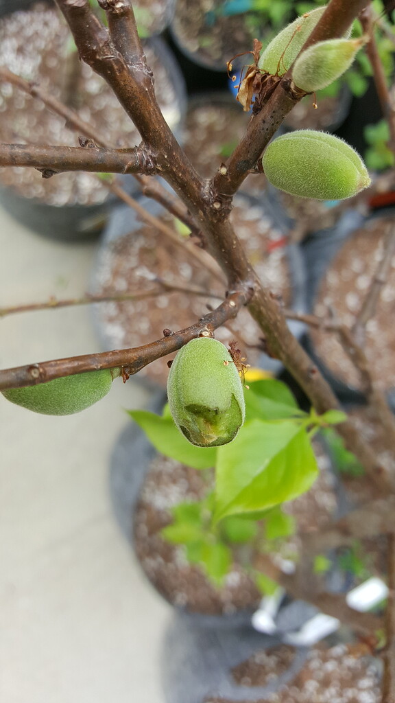 What's eating my aprium - General Fruit Growing - Growing Fruit