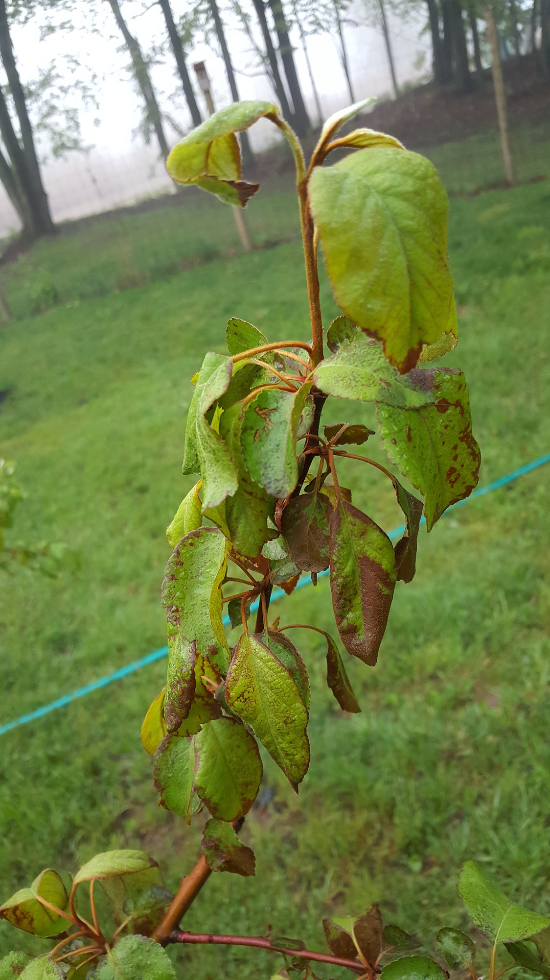 Spray Burnt Trees - General Fruit Growing - Growing Fruit