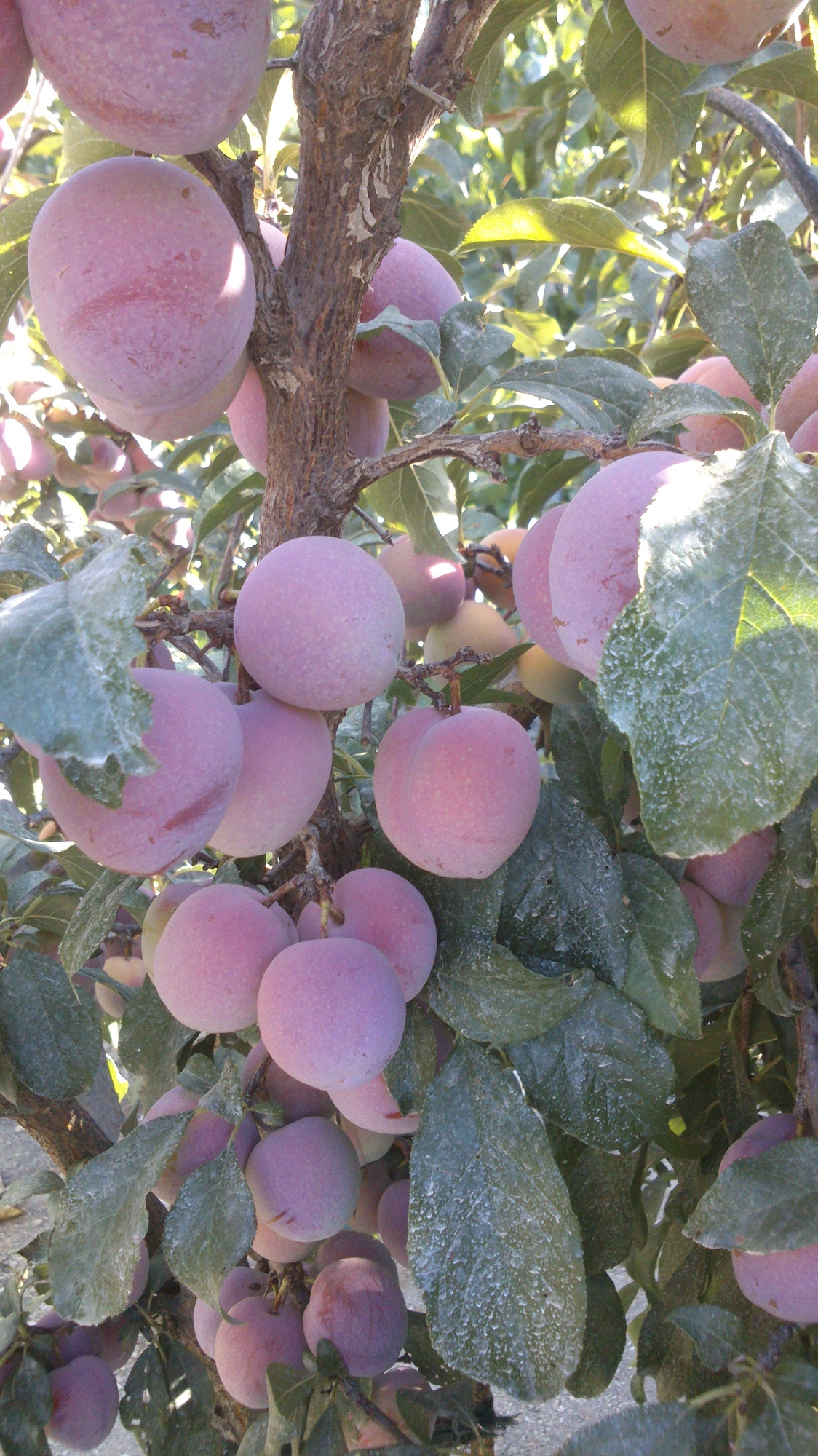 Primetime plum - Pictures! - Growing Fruit