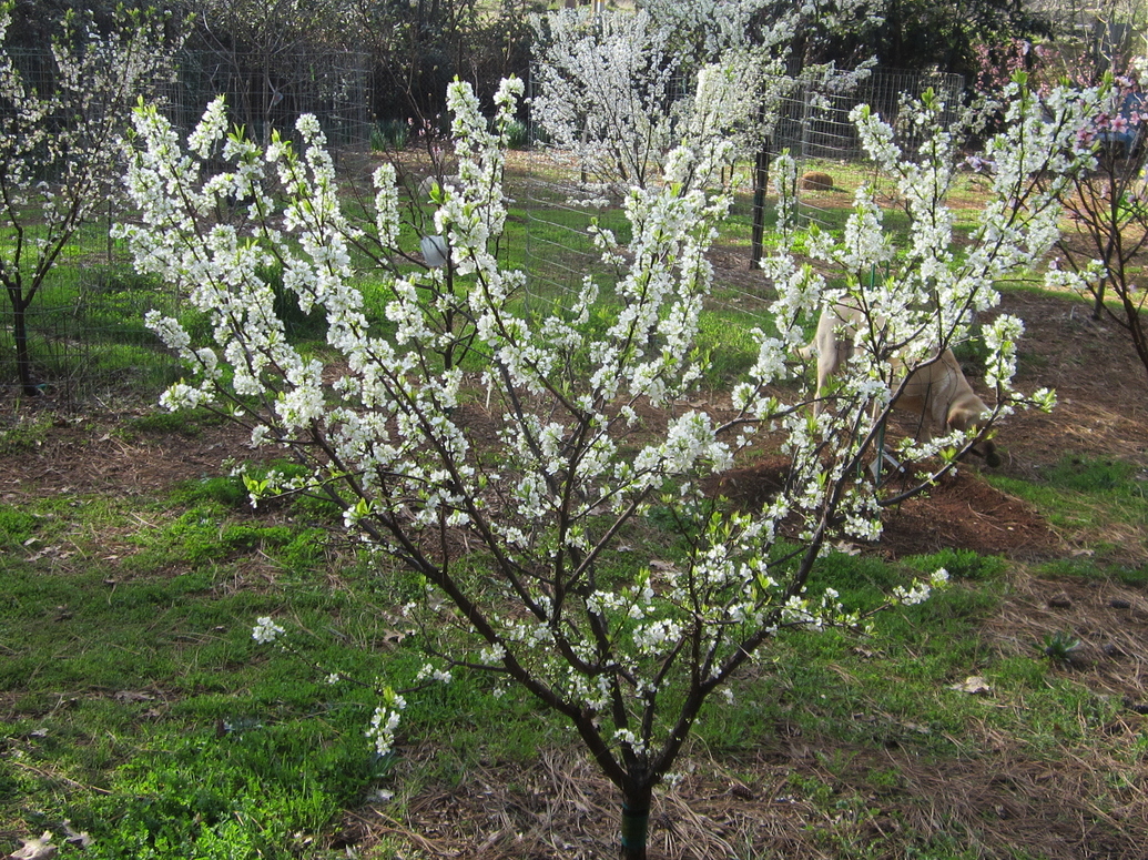 A few bloom pictures from my backyard orchard today - General Fruit ...