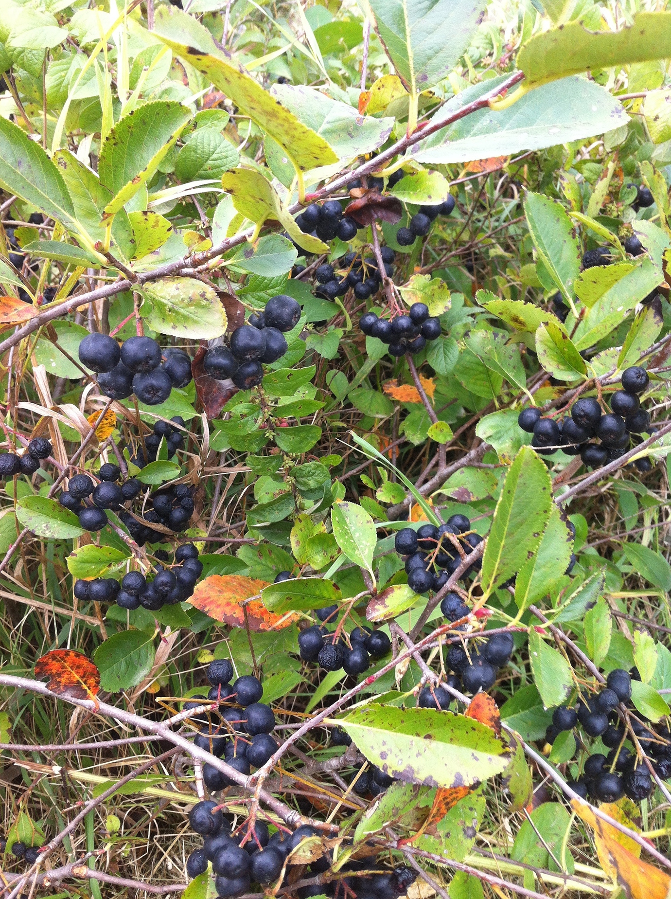 Aronia Harvest - General Fruit Growing - Growing Fruit