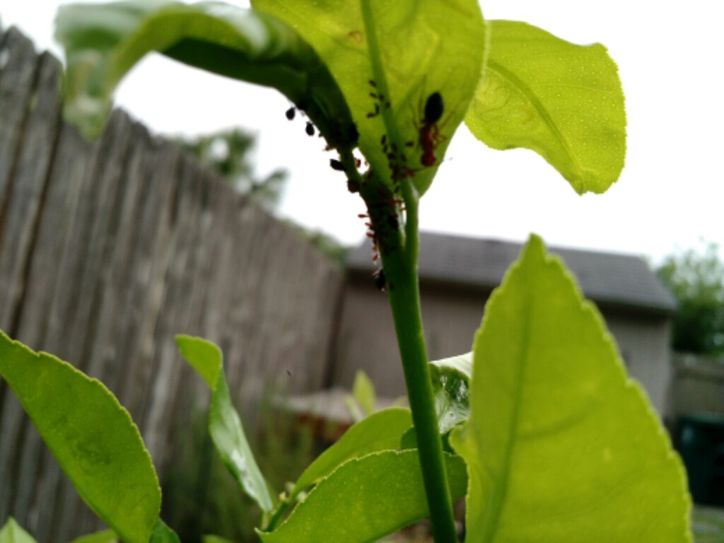 Ants on meyer lemon - General Fruit Growing - Growing Fruit
