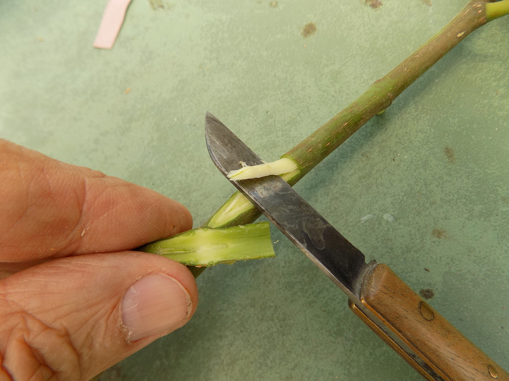 T-budding tutorial - Guides - Growing Fruit