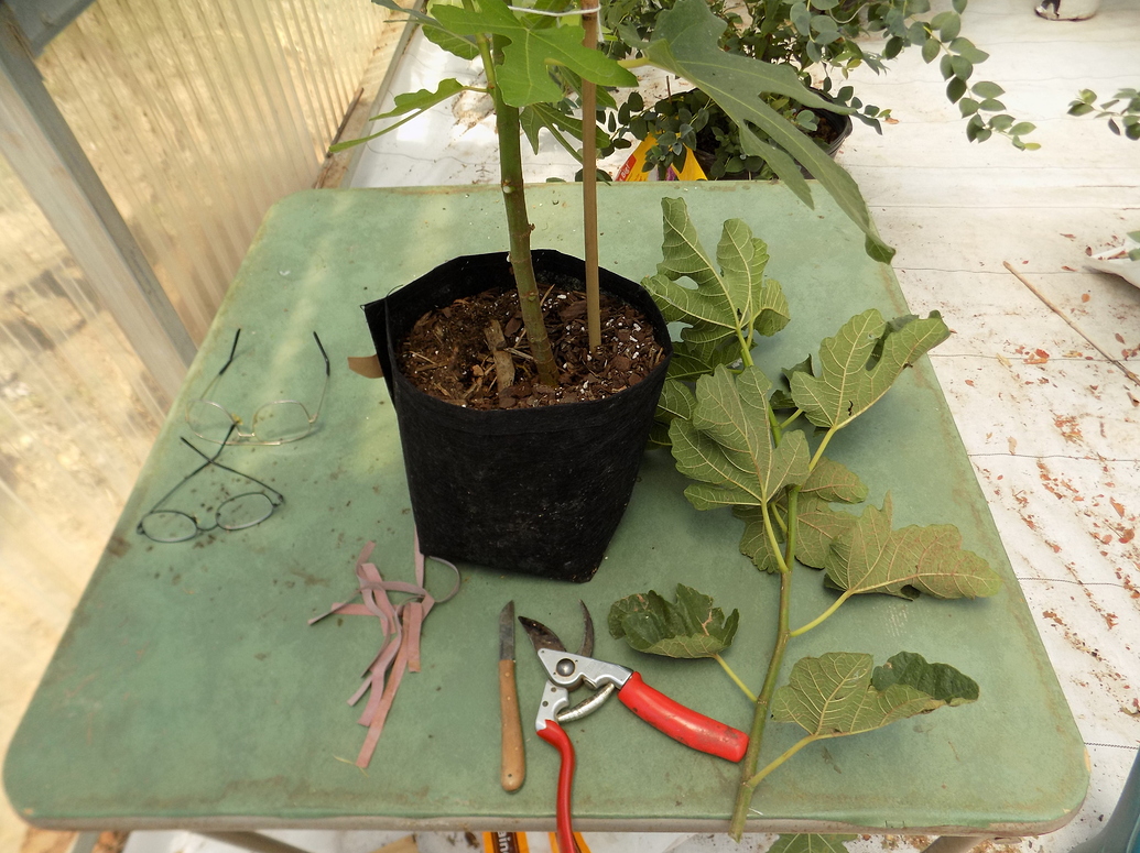 T-budding tutorial - Guides - Growing Fruit