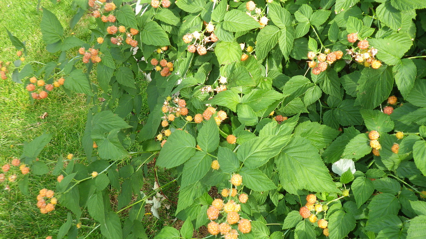 Ohio Treasure blackraspberry - General Fruit Growing - Growing Fruit