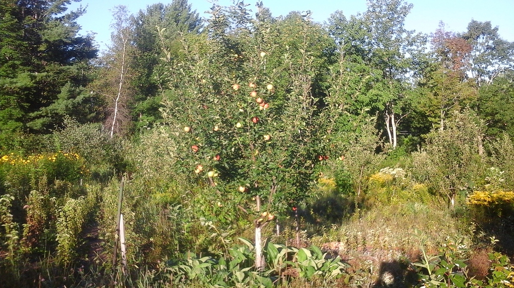 Red Baron apple - General Fruit Growing - Growing Fruit