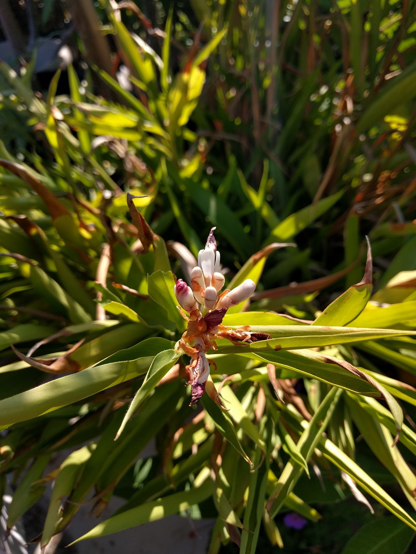 Siamese Ginger, aka Thai Ginger - Alpinia galanga - Pictures! - Growing ...