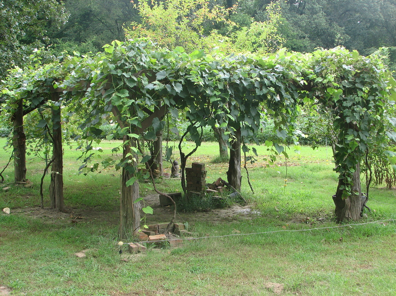 Cedar and wire grape arbor - General Fruit Growing - Growing Fruit