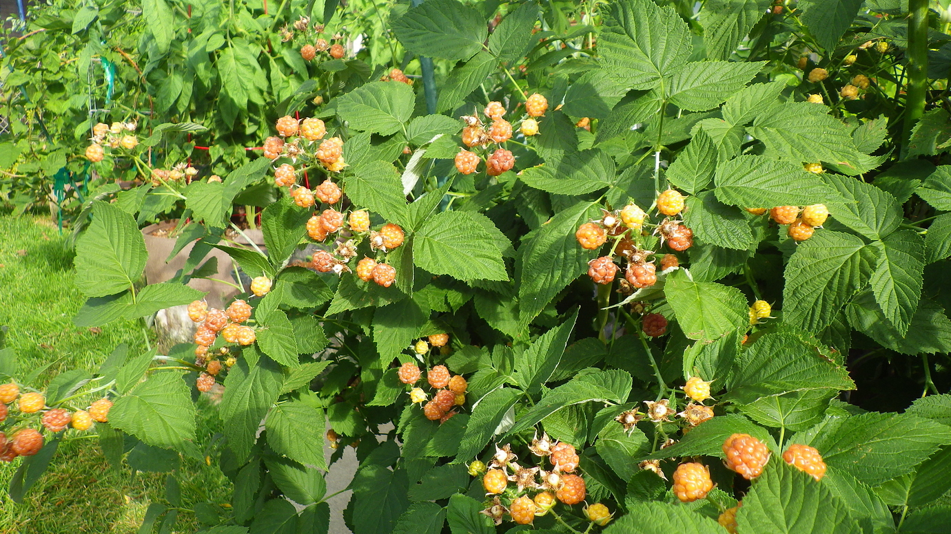 Is Crandall Clove Currant self-fertile? - Page 2 - General Fruit ...