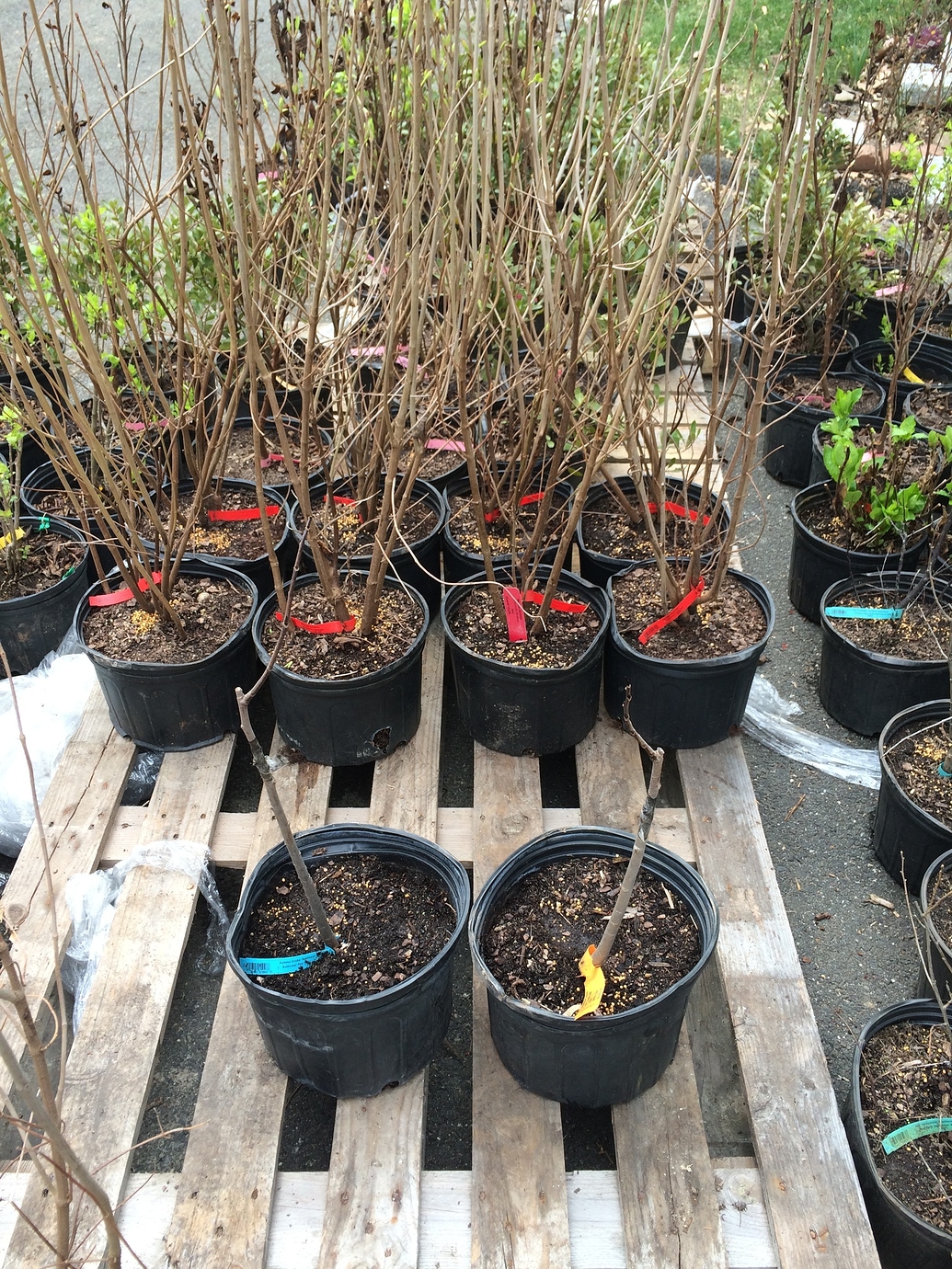 Transplanting Paw-Paws from 3-gal. pots - General Fruit Growing ...