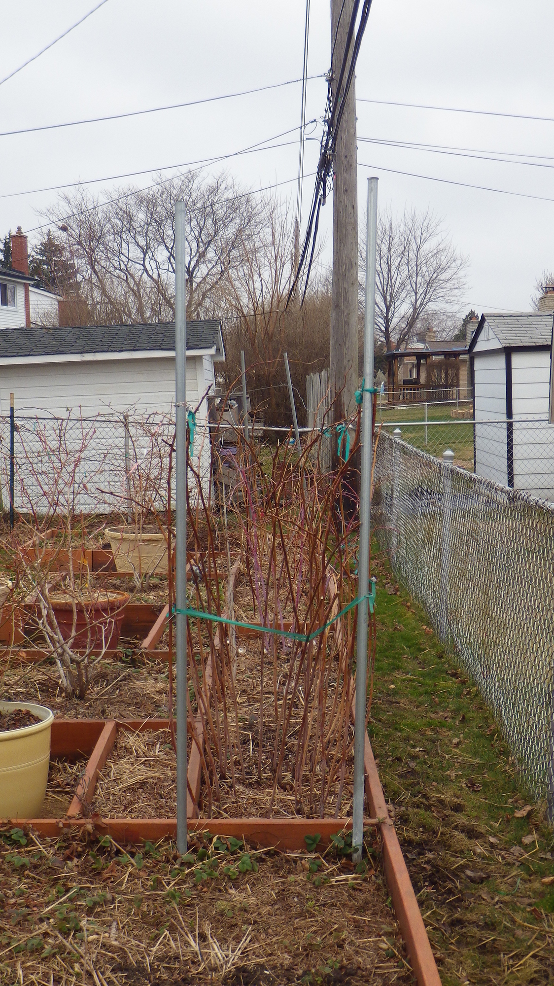 Cost vs Benefits of T Trellis vs. I Trellis for Berries - General Fruit ...