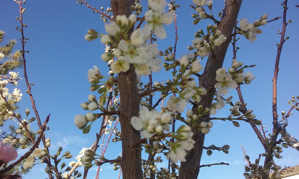 2016 Sweet Treat Pluerry bloom - General Fruit Growing - Growing Fruit