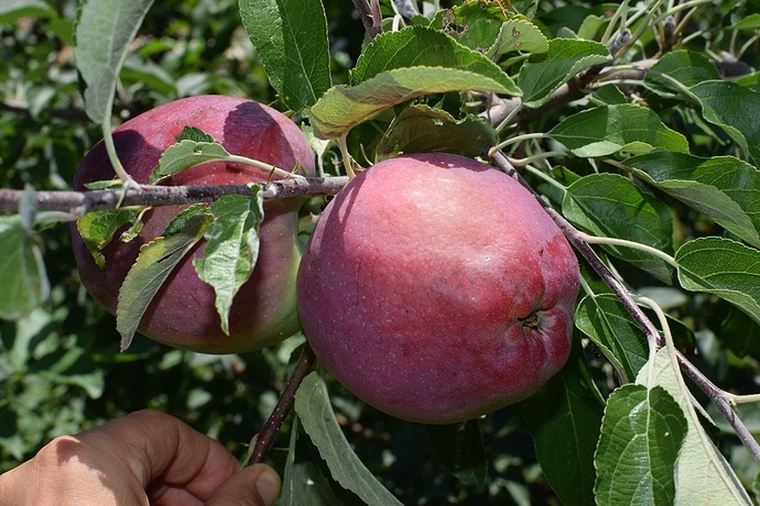 William's Pride apple - is it good? - Page 2 - General Fruit Growing ...