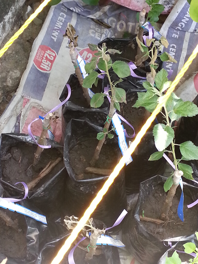 Apple Root Rot? - General Fruit Growing - Growing Fruit