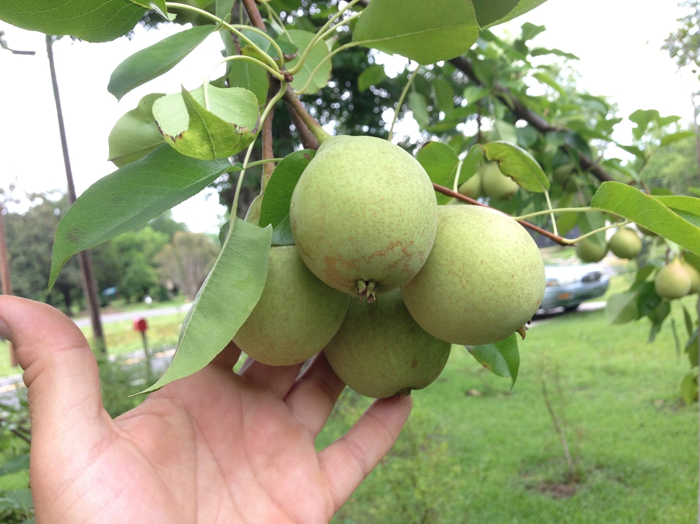 Southern Pears - General Fruit Growing - Growing Fruit