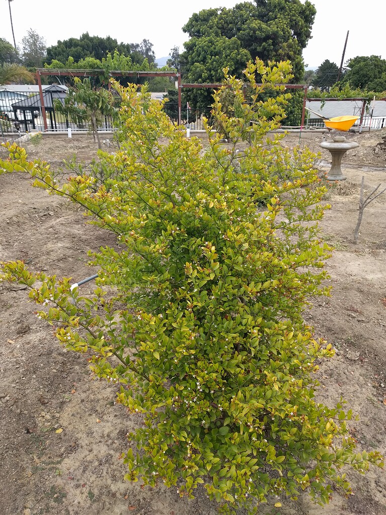 Conkerberry (Carissa spinarum) - General Gardening - Growing Fruit