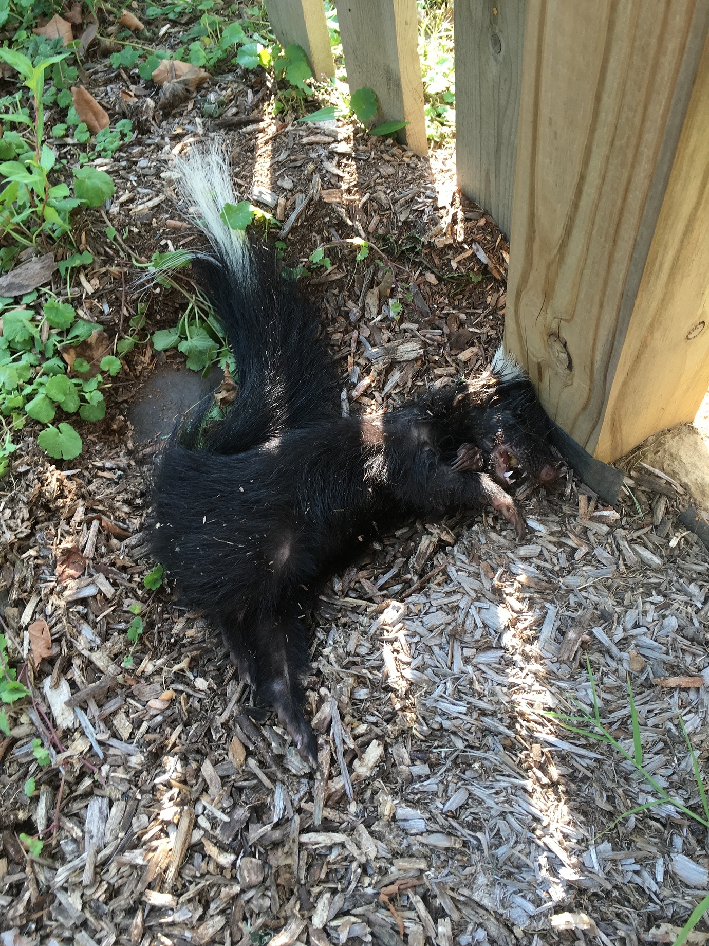 Mid Year Varmint Report - Page 4 - General Fruit Growing - Growing Fruit