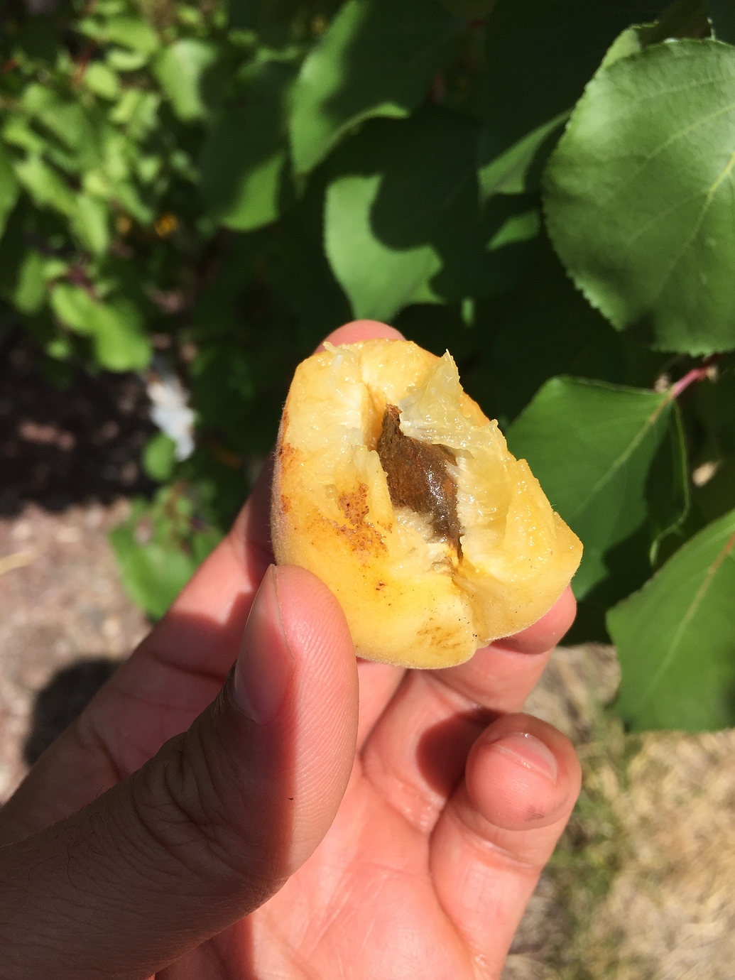 Cot N Candy Apriums Getting Ready - General Fruit Growing - Growing Fruit