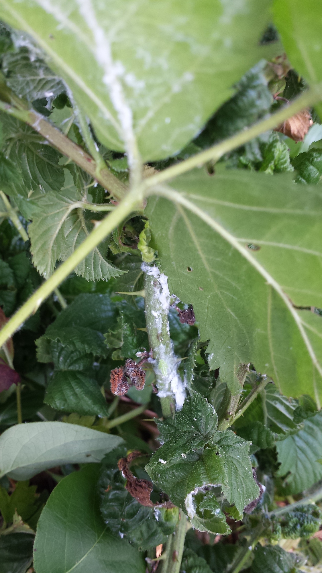 Diseases from Wild Blackberry Plants - General Fruit Growing - Growing ...