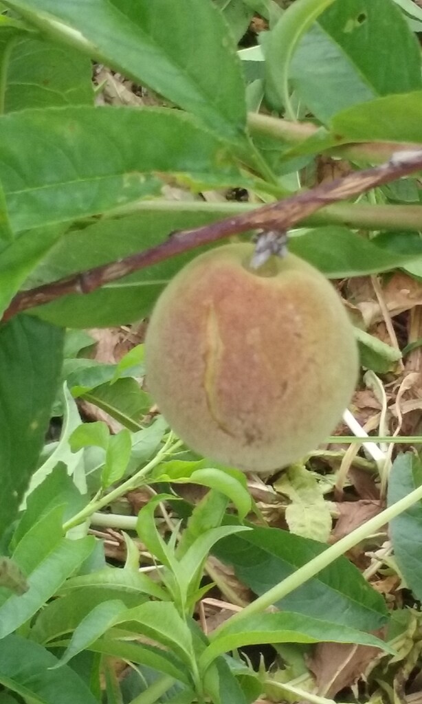 Sweet Scarlet is a Bad Dream - General Fruit Growing - Growing Fruit