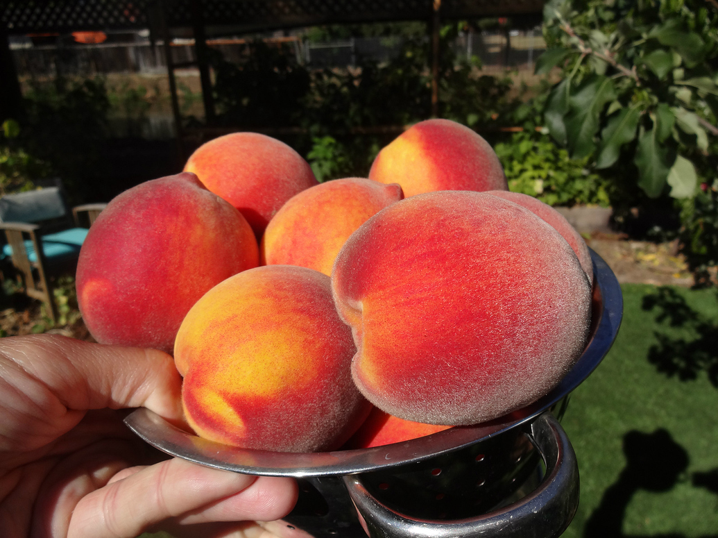 Favorite Peaches for California - General Fruit Growing - Growing Fruit