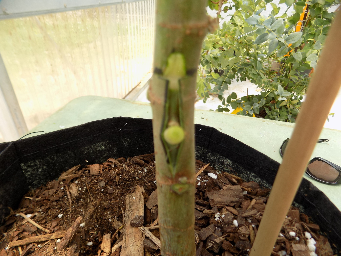 T-budding tutorial - Guides - Growing Fruit