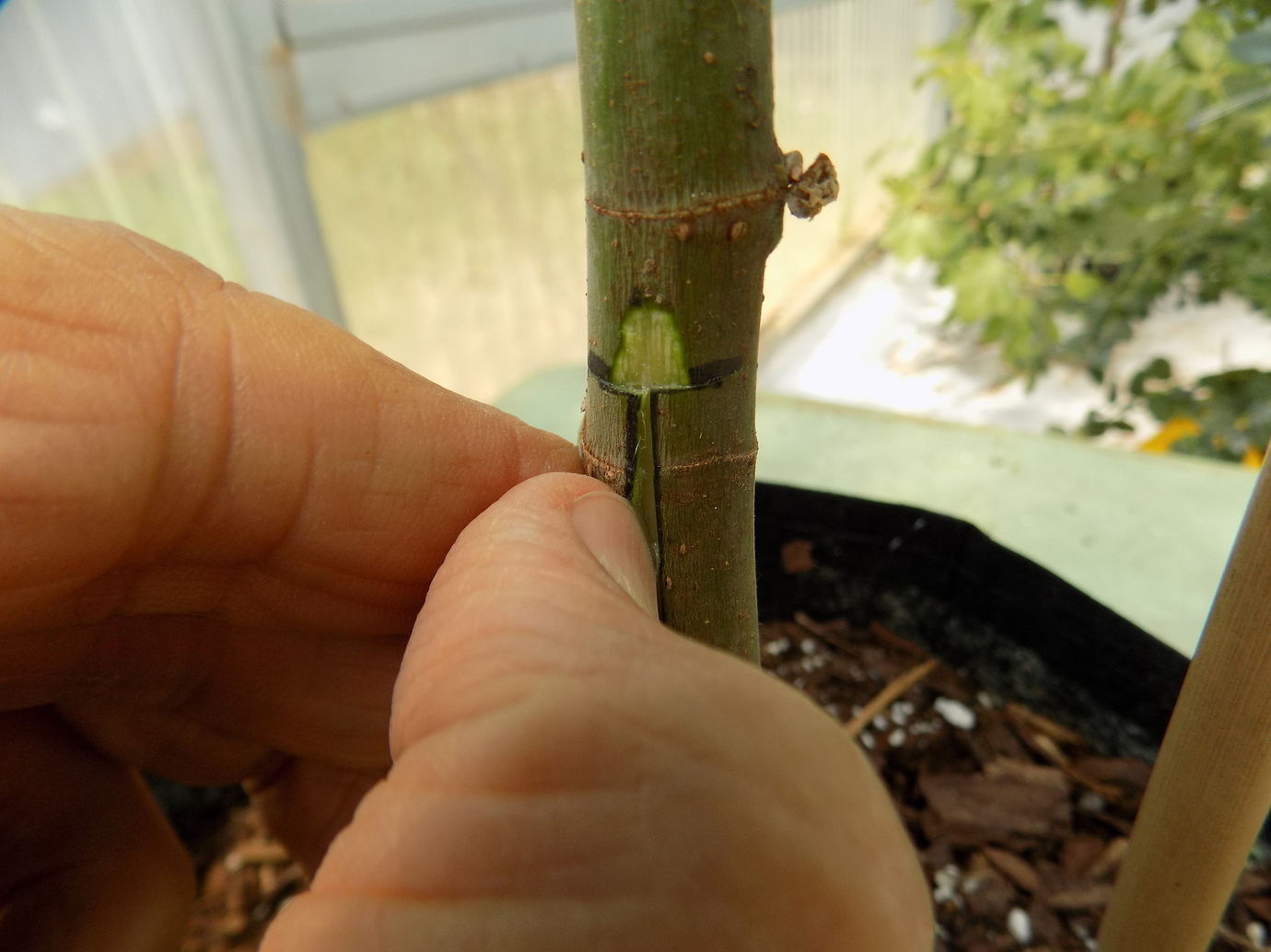 T-budding tutorial - Guides - Growing Fruit