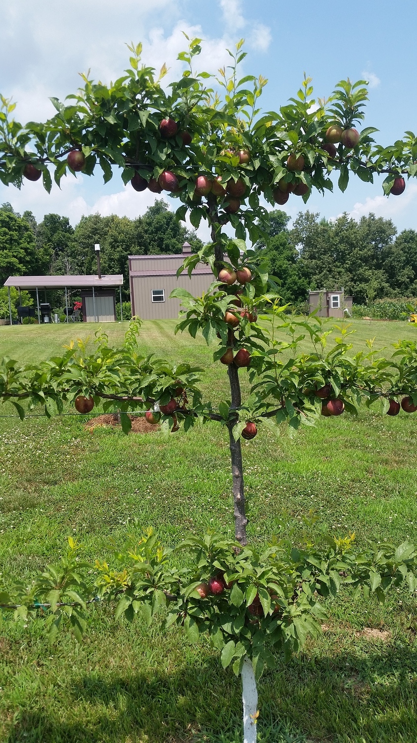 Flavor Supreme pluots - General Fruit Growing - Growing Fruit