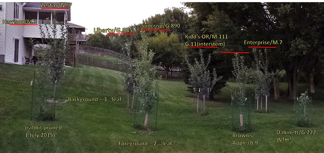 Geneva Rootstock Evaluation-2016 Update WSU - General Fruit Growing ...