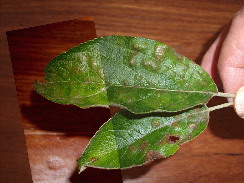 Apple Leaf with Bumps - General Fruit Growing - Growing Fruit