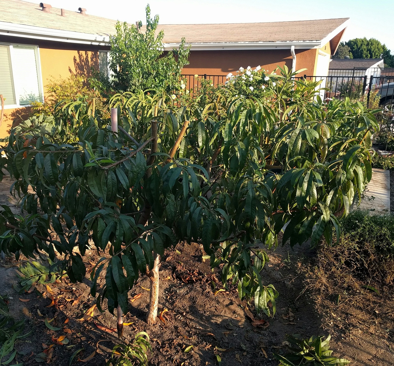 Desert Dawn nectarine - Pictures! - Growing Fruit