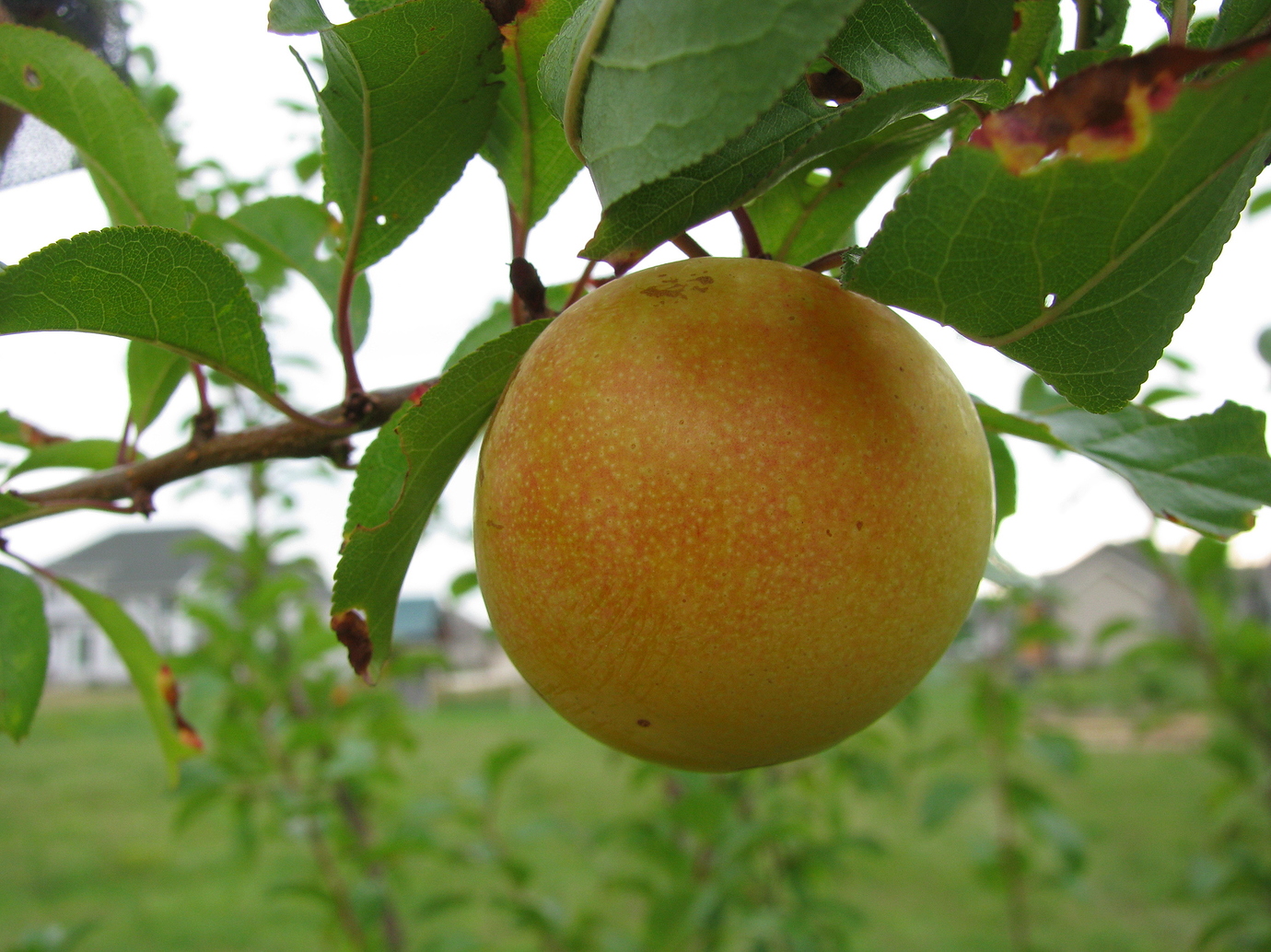 Gauging Green Gage - General Fruit Growing - Growing Fruit