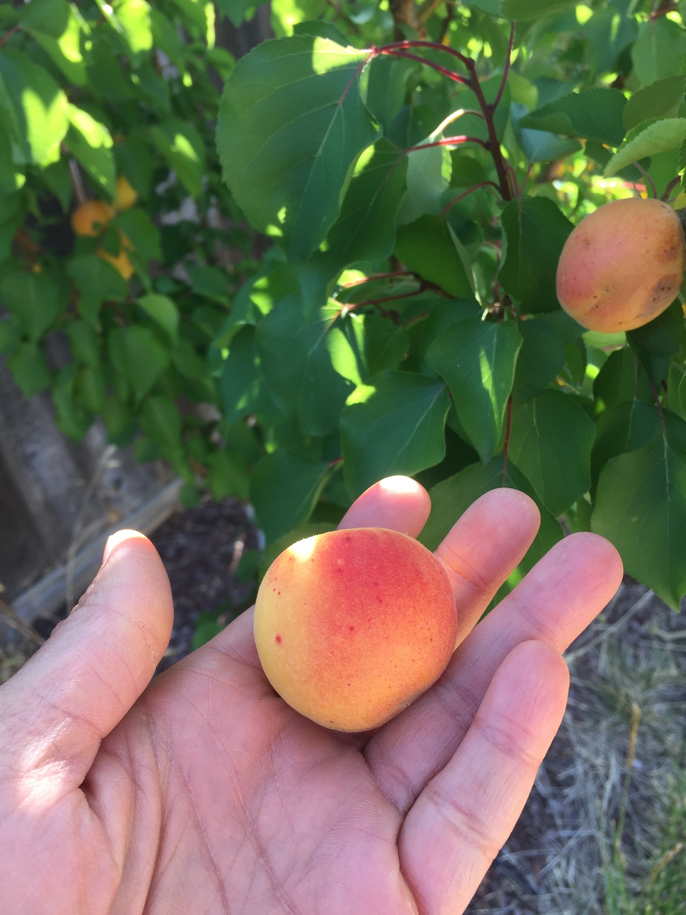 Cot N Candy Apriums Getting Ready - General Fruit Growing - Growing Fruit