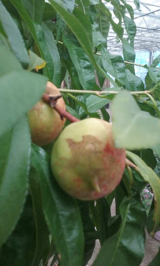 Thrip damage on nectarine? - General Fruit Growing - Growing Fruit