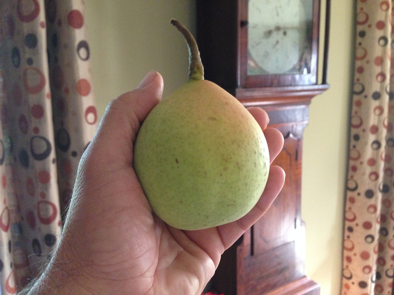 Southern Pears - General Fruit Growing - Growing Fruit
